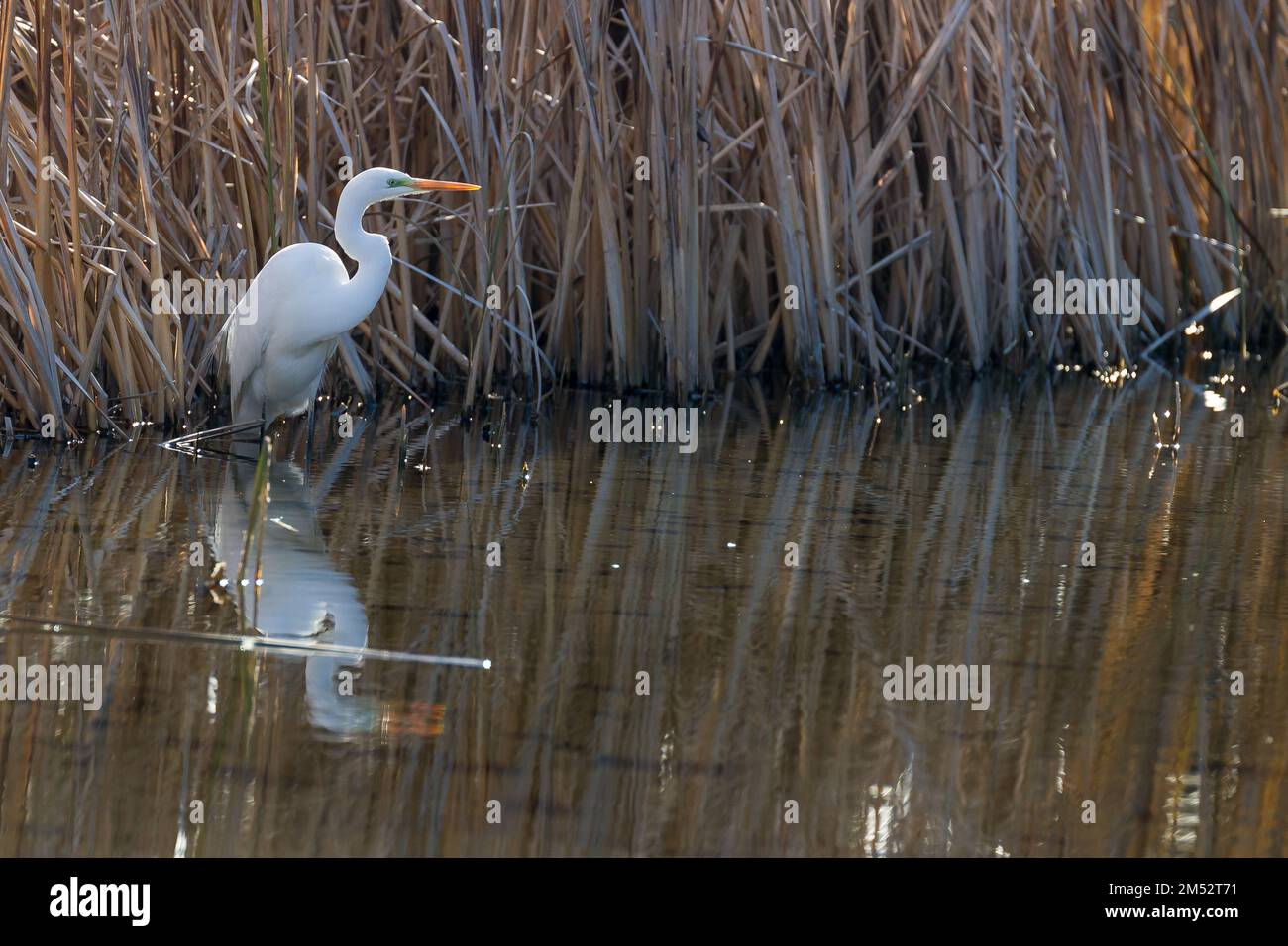 A Great egret (Ardea alba) in a reedbed. Izumi no Mori park, Kanagawa ...