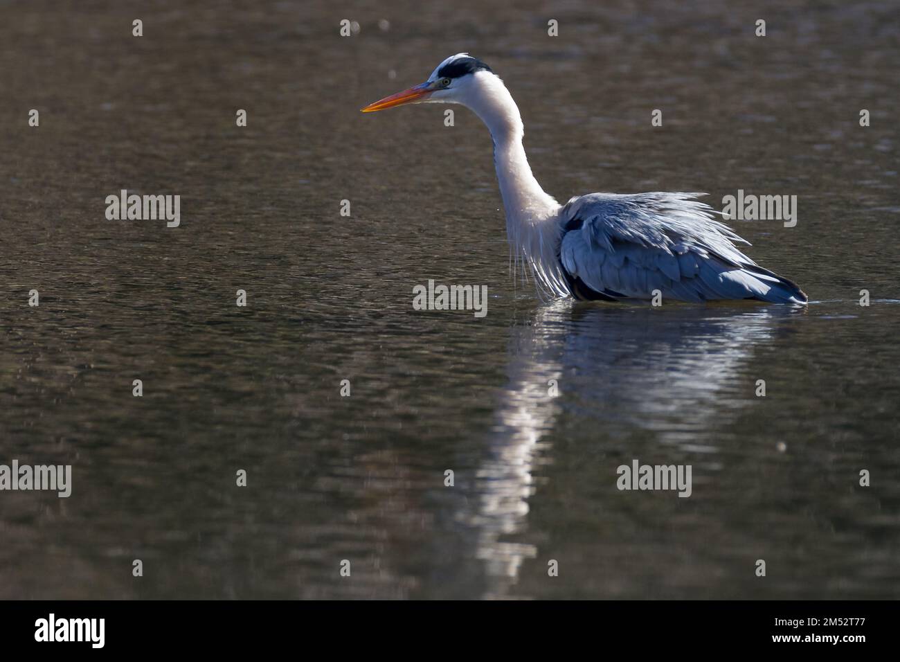 A Grey Heron (Ardea cinerea) hunting in a small lake in Izumi no Mori ...