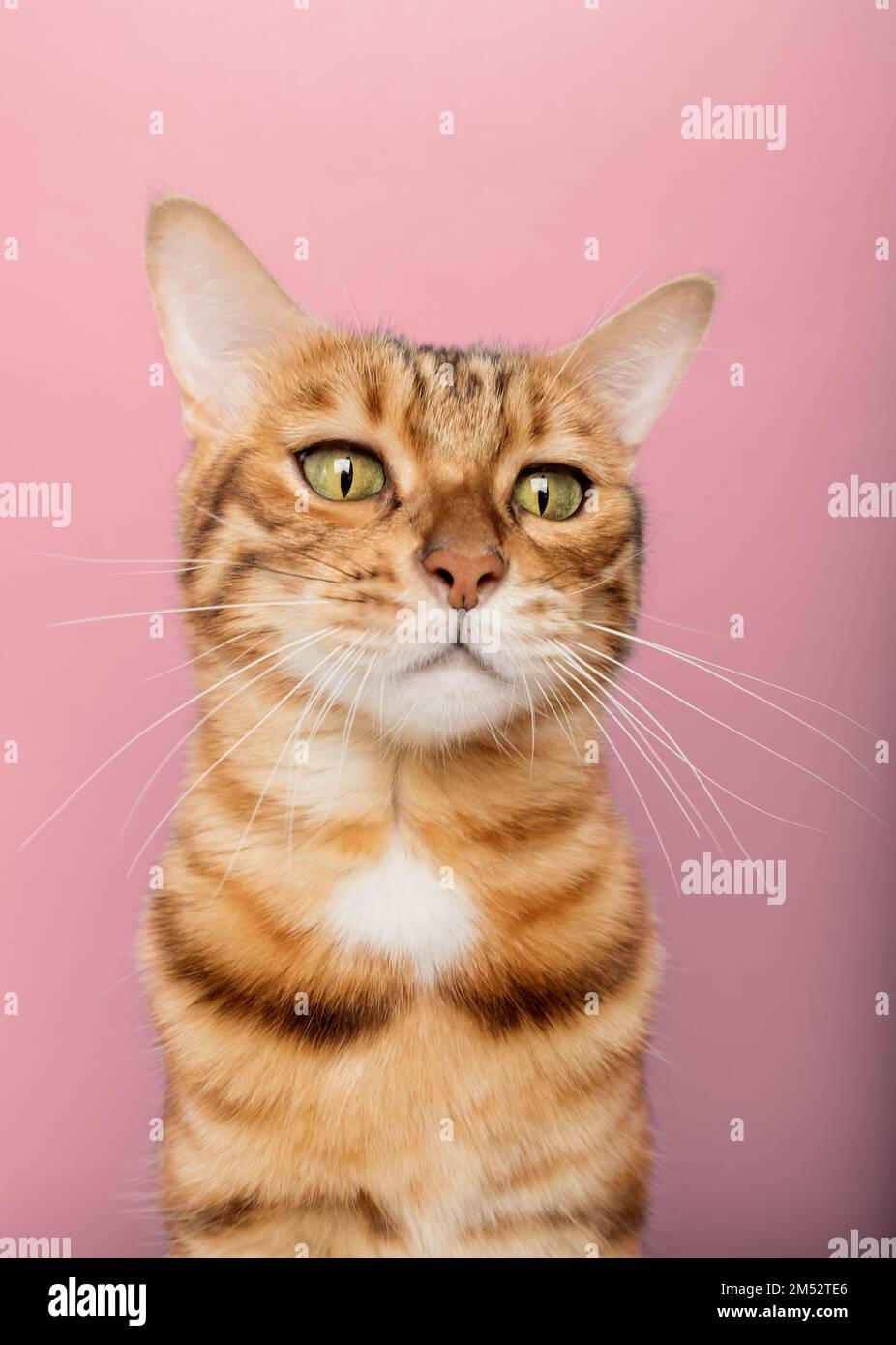 Funny Bengal cat on a pink background. Portrait on a wide-angle lens ...