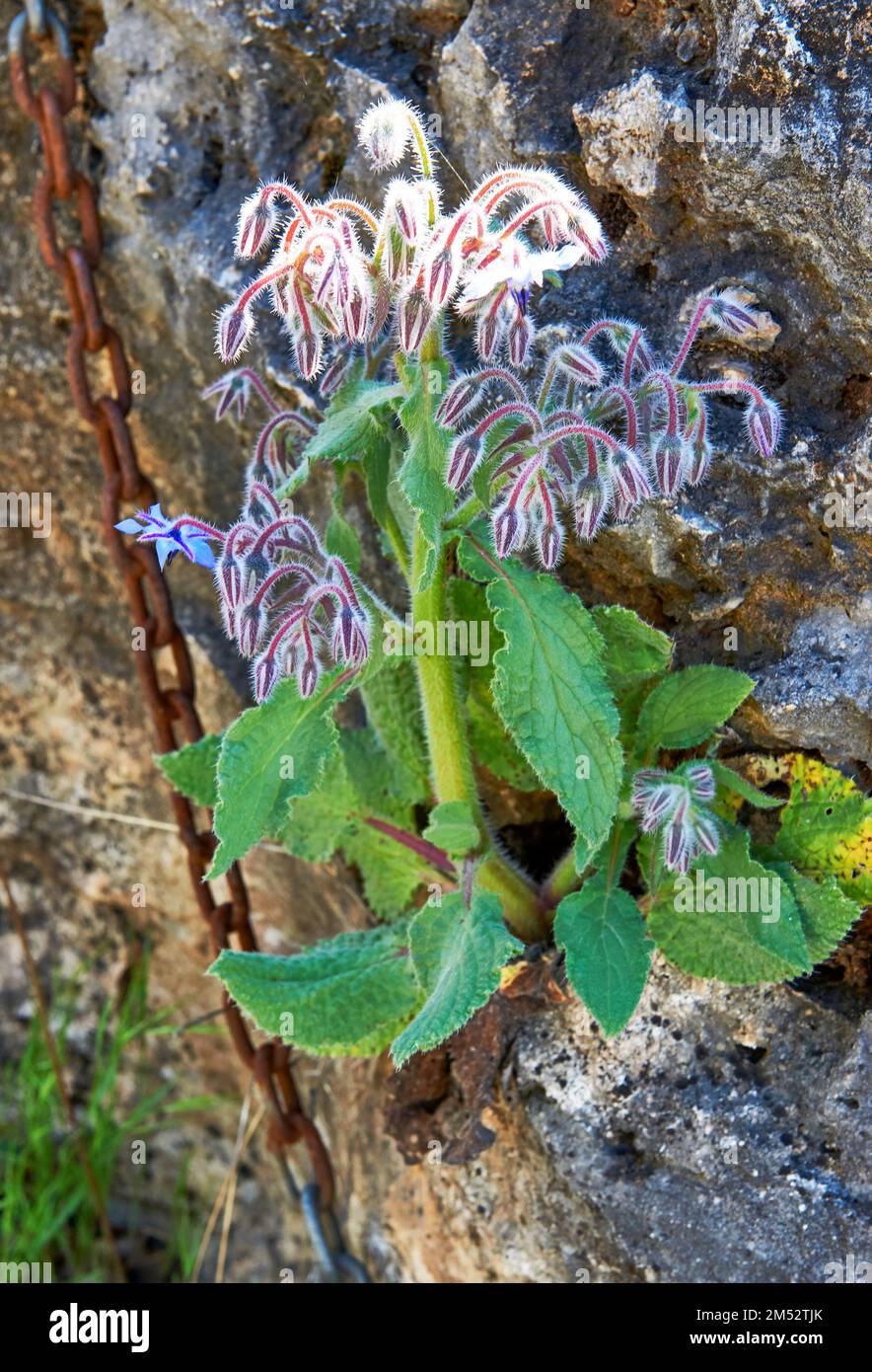 Spring flower growing from the stone Stock Photo - Alamy