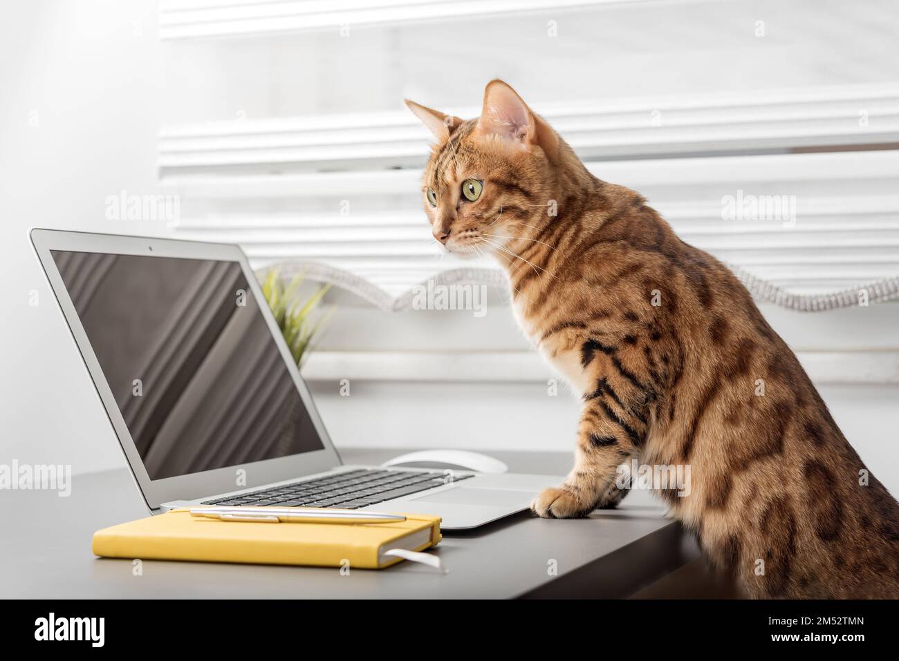 The cat is sitting on the desktop next to a laptop and a notepad, a ...