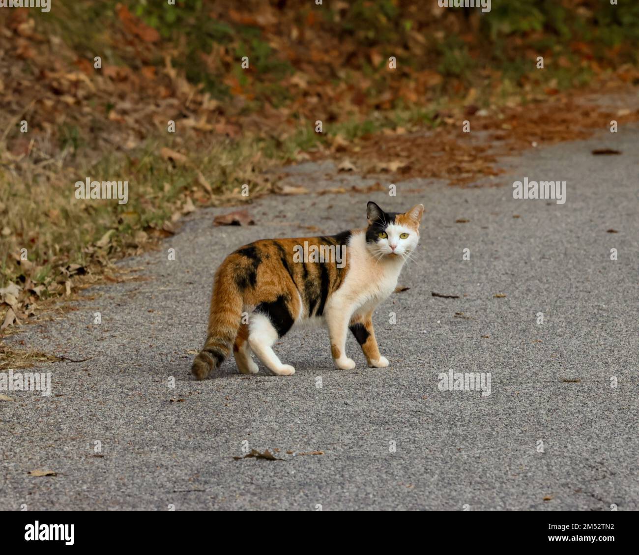 A cute calico cat with a tri-color coat looking at the camera in ...