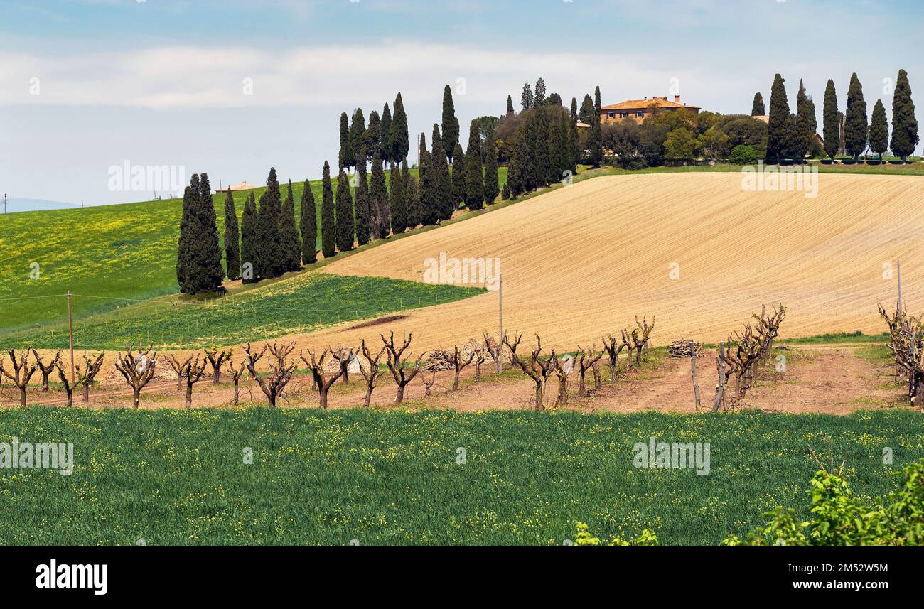 View on the traditional Tuscan farm amidst green rolling hills Stock Photo - Alamy