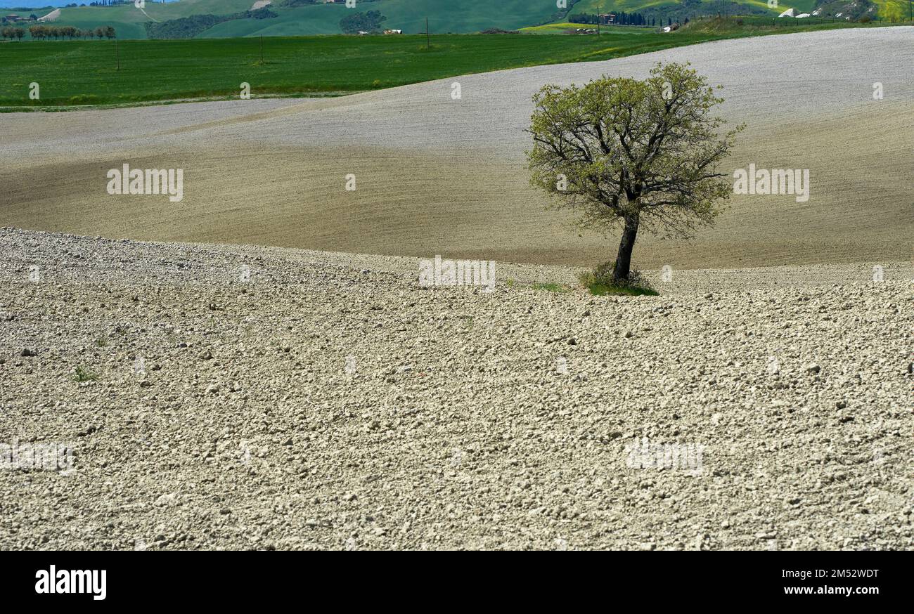 Ploughed hills of Tuscany on a spring day Stock Photo - Alamy