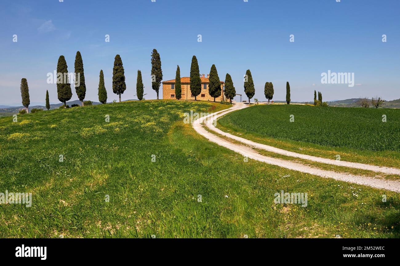 View on the traditional Tuscan farm amidst green rolling hills Stock ...