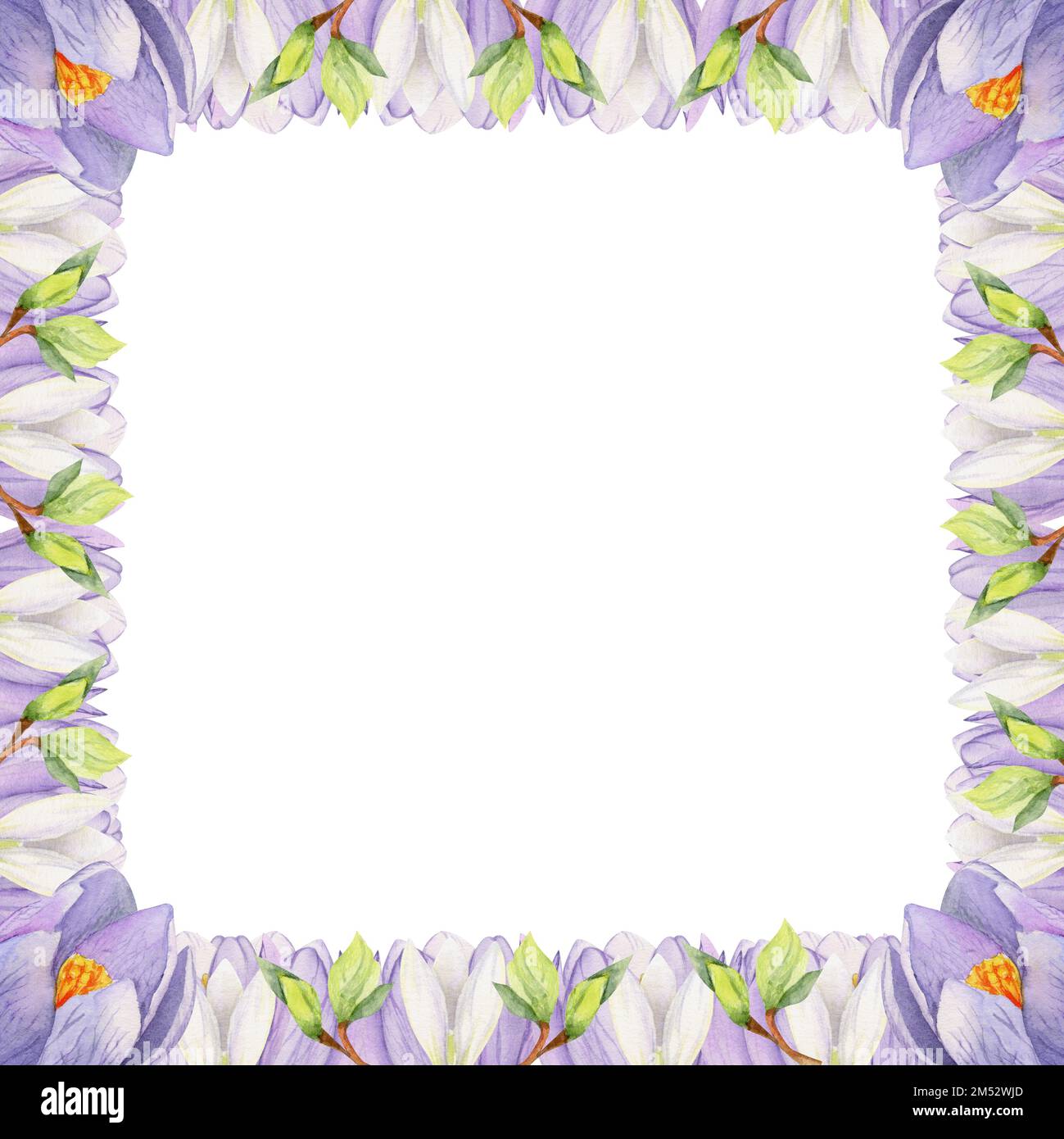 Watercolor hand drawn square frame with spring flowers, crocus ...