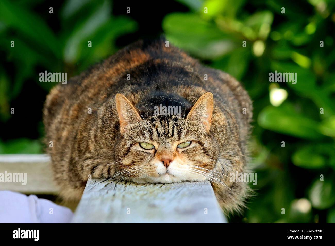 Fat tabby cat staring at the camera Stock Photo - Alamy