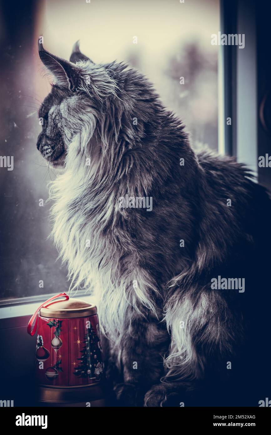 Maine Coon Cat - Portraits Stock Photo - Alamy