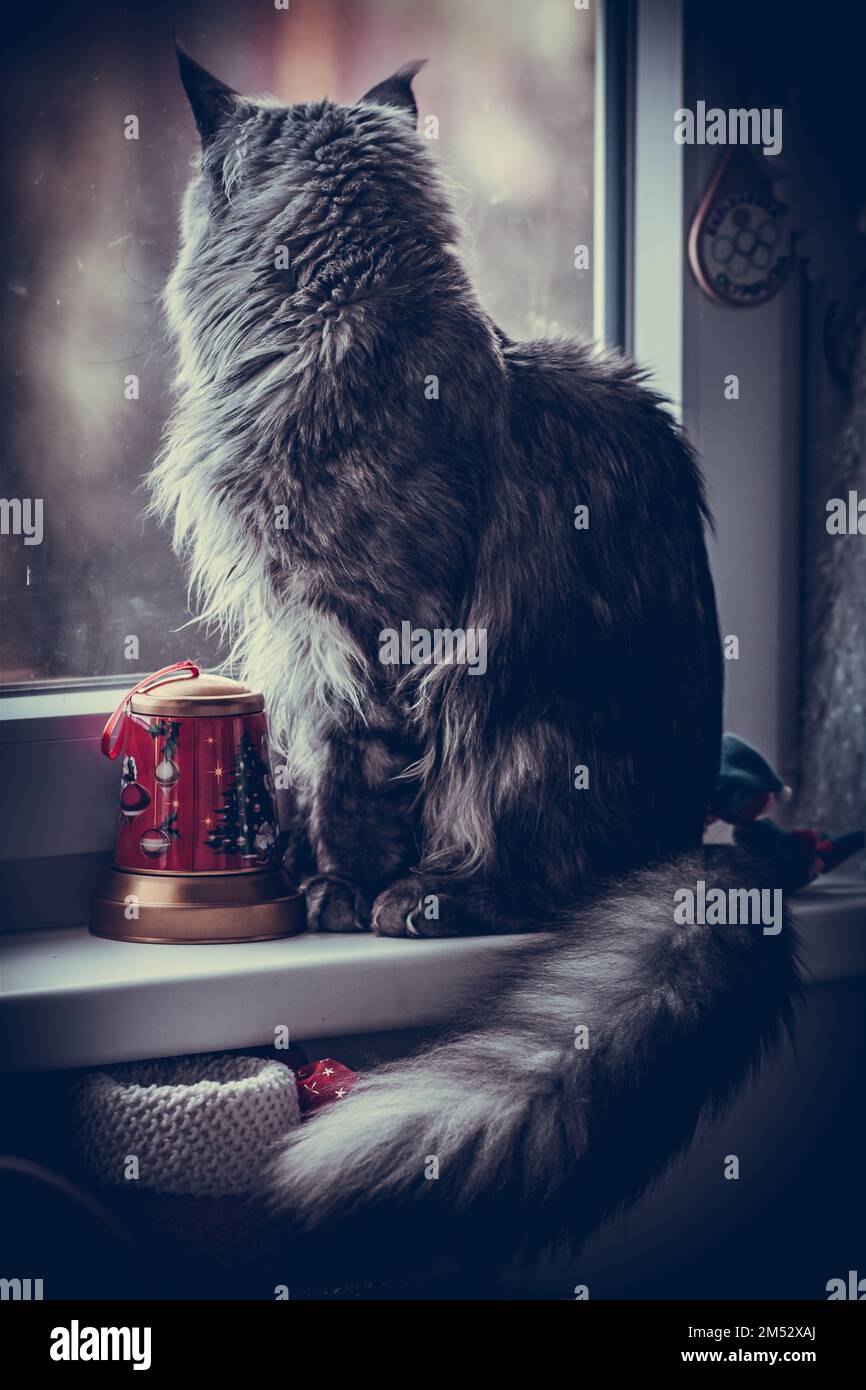 Maine Coon Cat - Portraits Stock Photo - Alamy