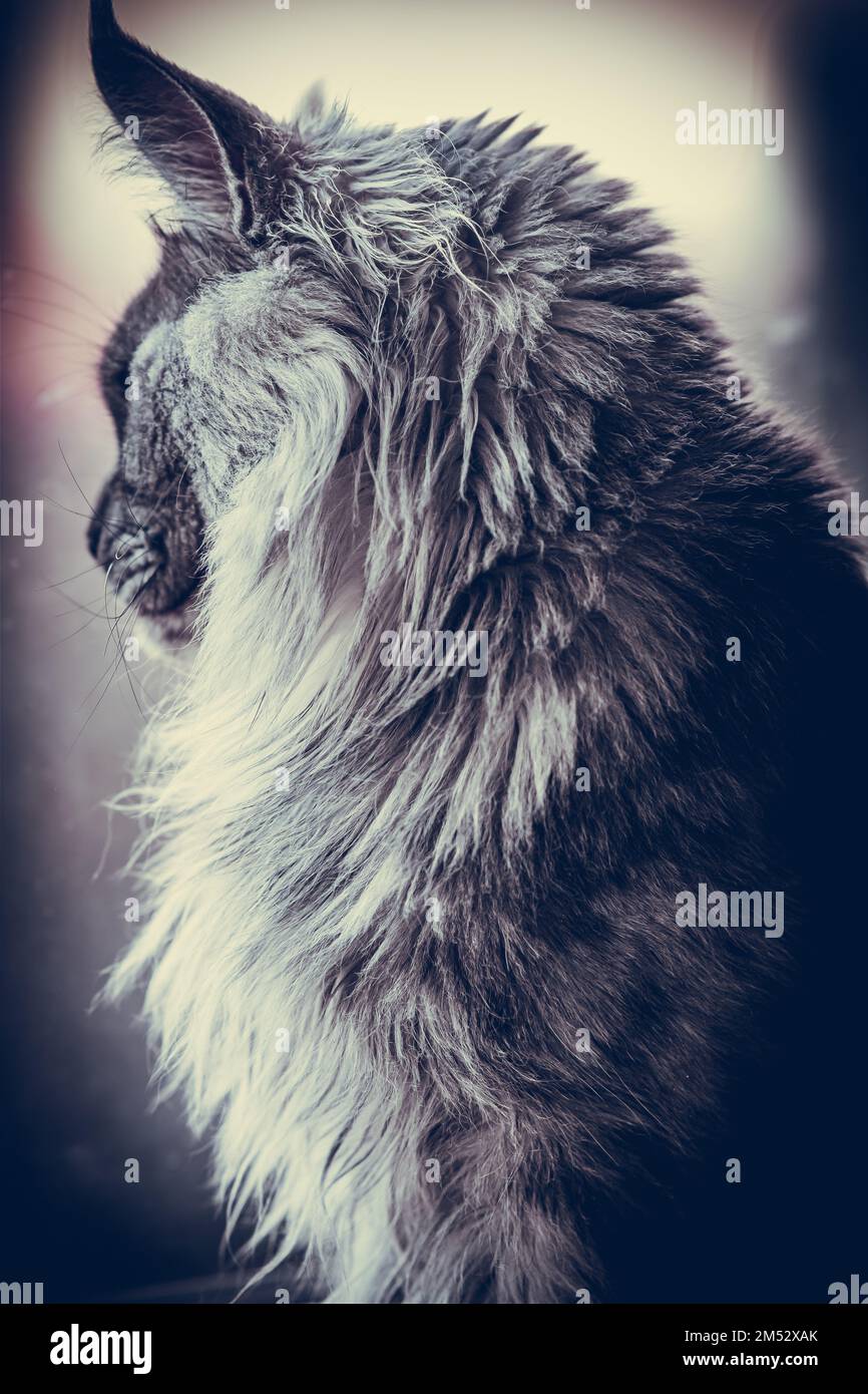 Maine Coon Cat - Portraits Stock Photo - Alamy