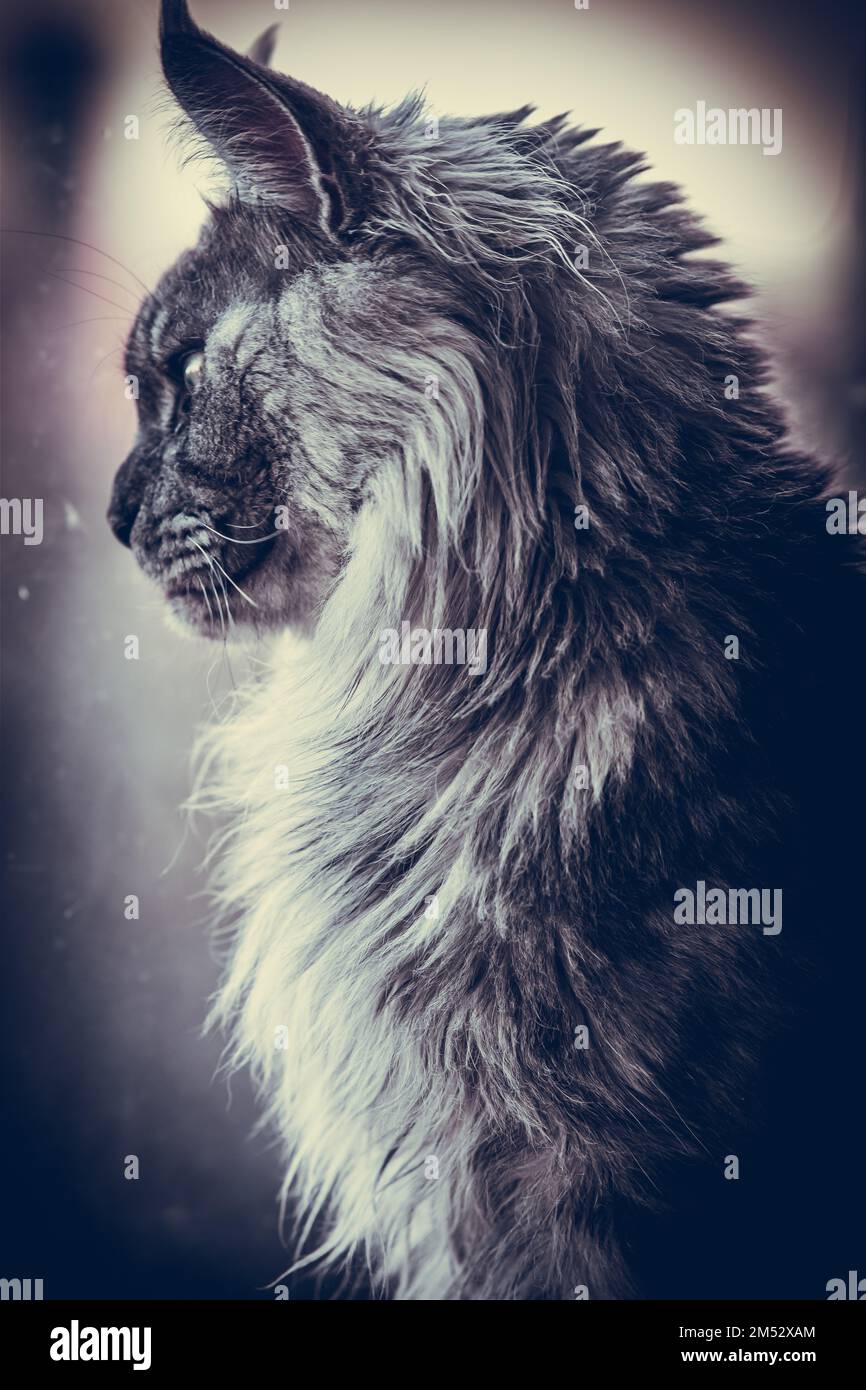 Maine Coon Cat - Portraits Stock Photo - Alamy