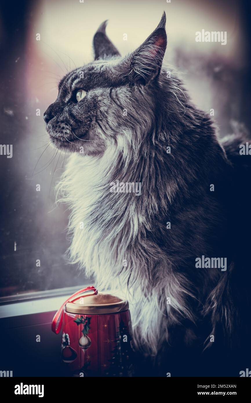 Maine Coon Cat - Portraits Stock Photo - Alamy
