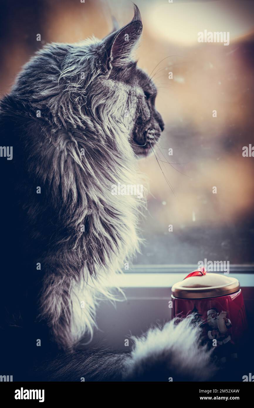 Maine Coon Cat - Portraits Stock Photo - Alamy