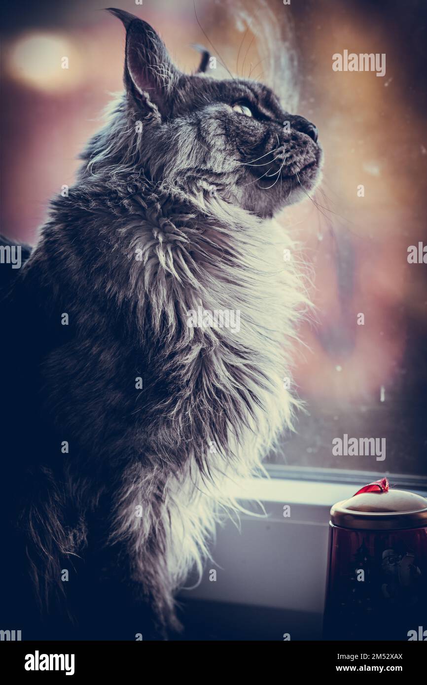 Maine Coon Cat - Portraits Stock Photo - Alamy