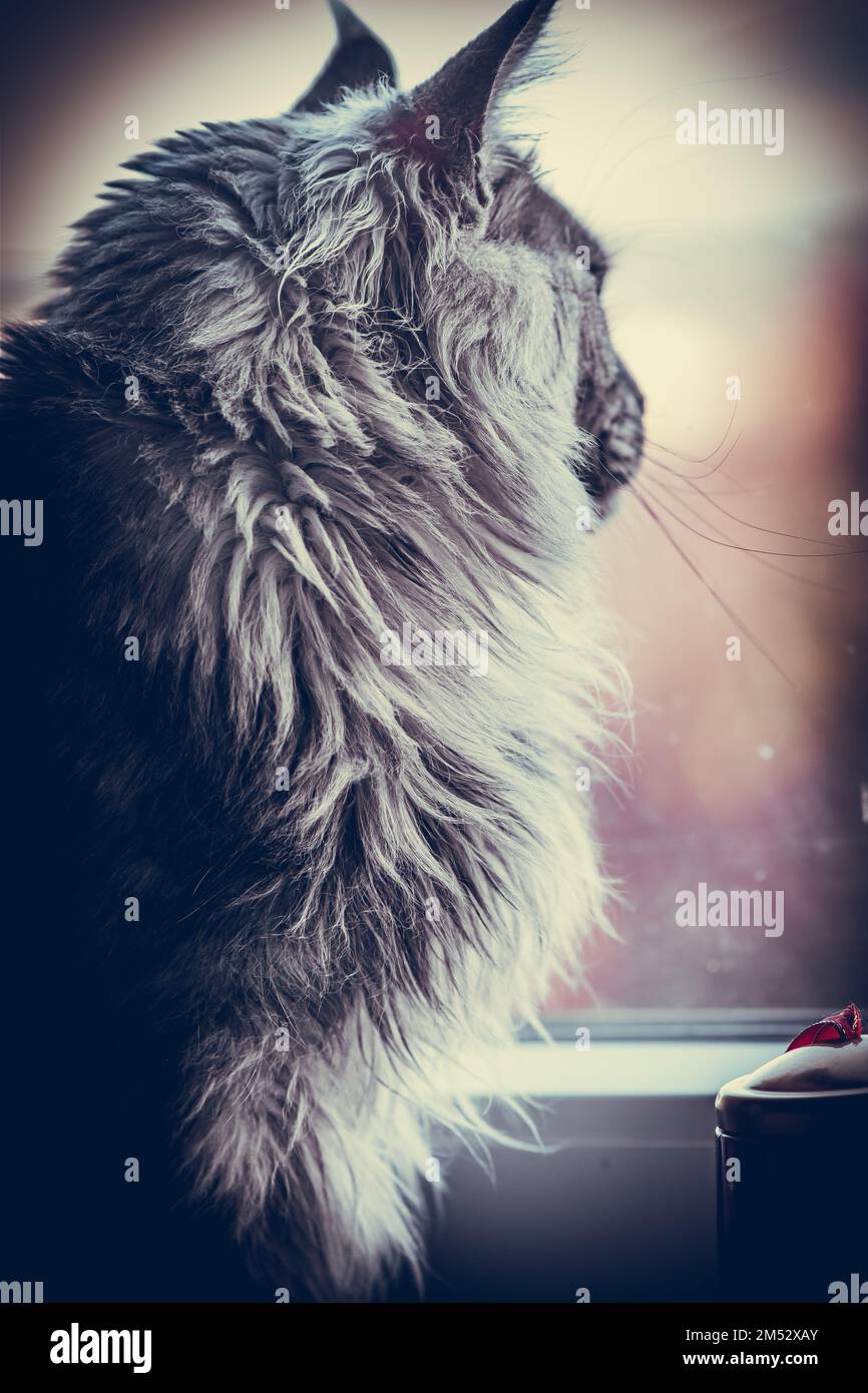 Maine Coon Cat - Portraits Stock Photo - Alamy