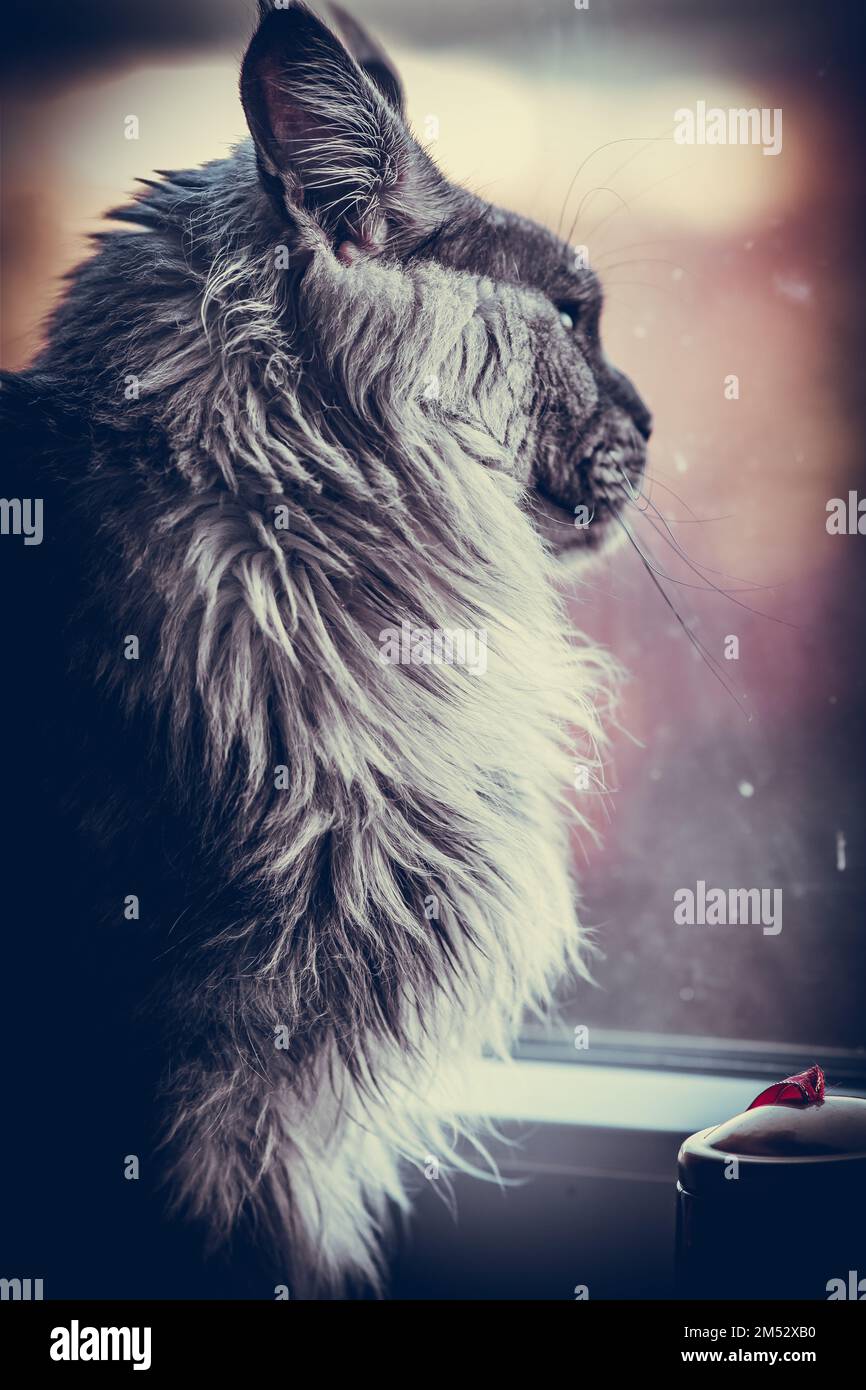 Maine Coon Cat - Portraits Stock Photo - Alamy