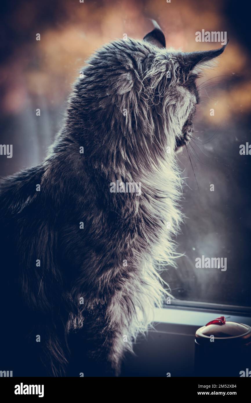 Maine Coon Cat - Portraits Stock Photo - Alamy