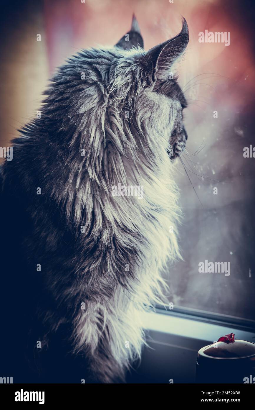 Maine Coon Cat - Portraits Stock Photo - Alamy