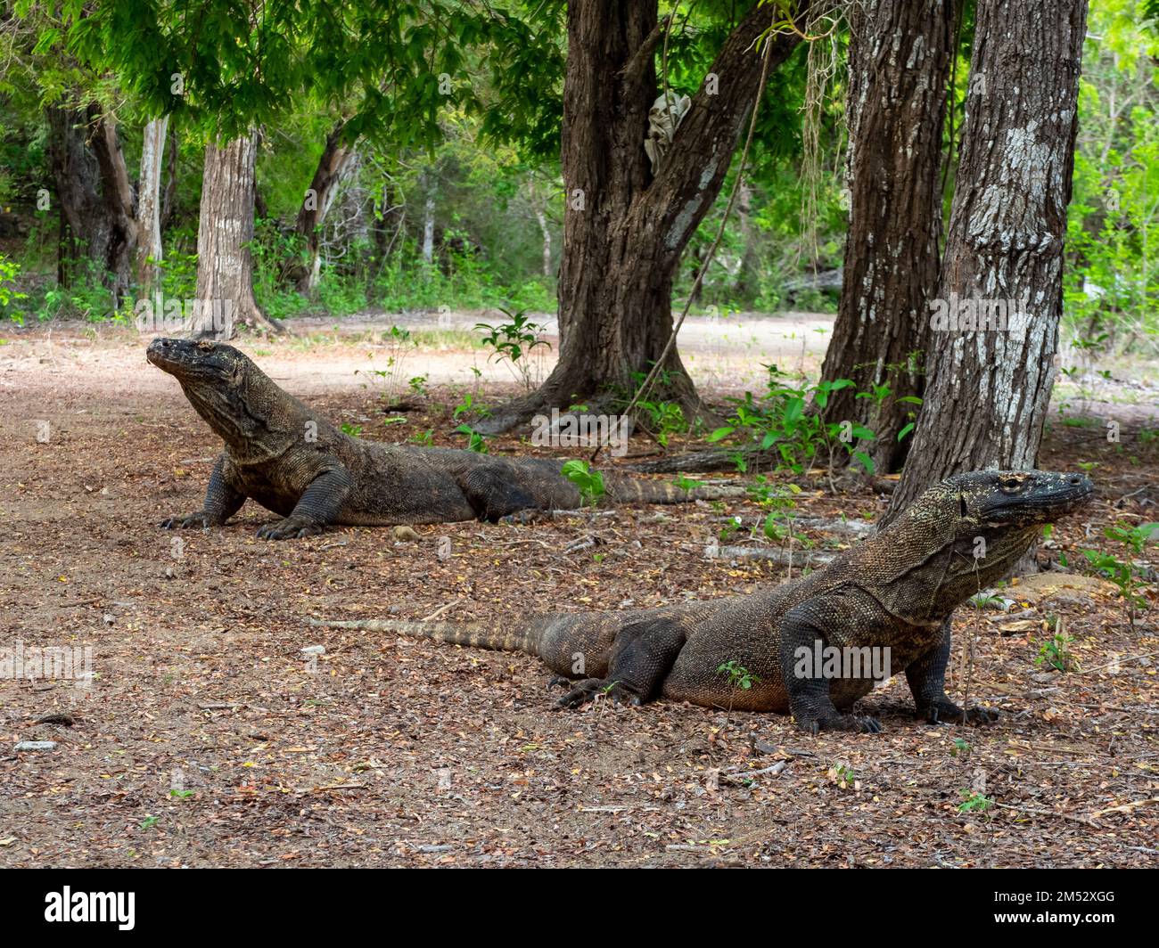 Komodo scales hi-res stock photography and images - Alamy