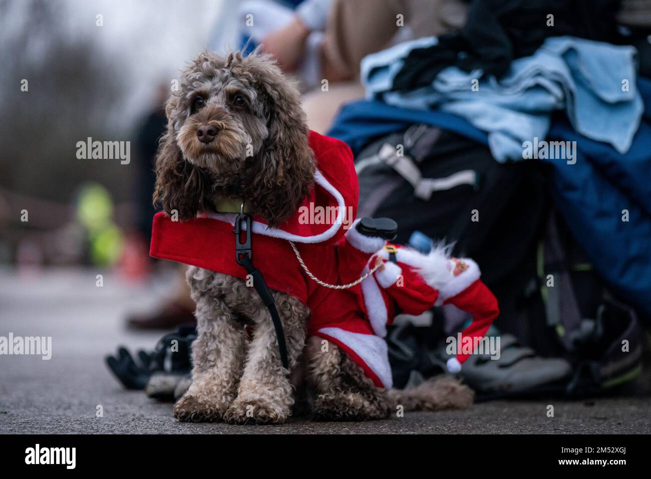 A festively dressed dog during the Serpentine Swimming Club Peter Pan ...