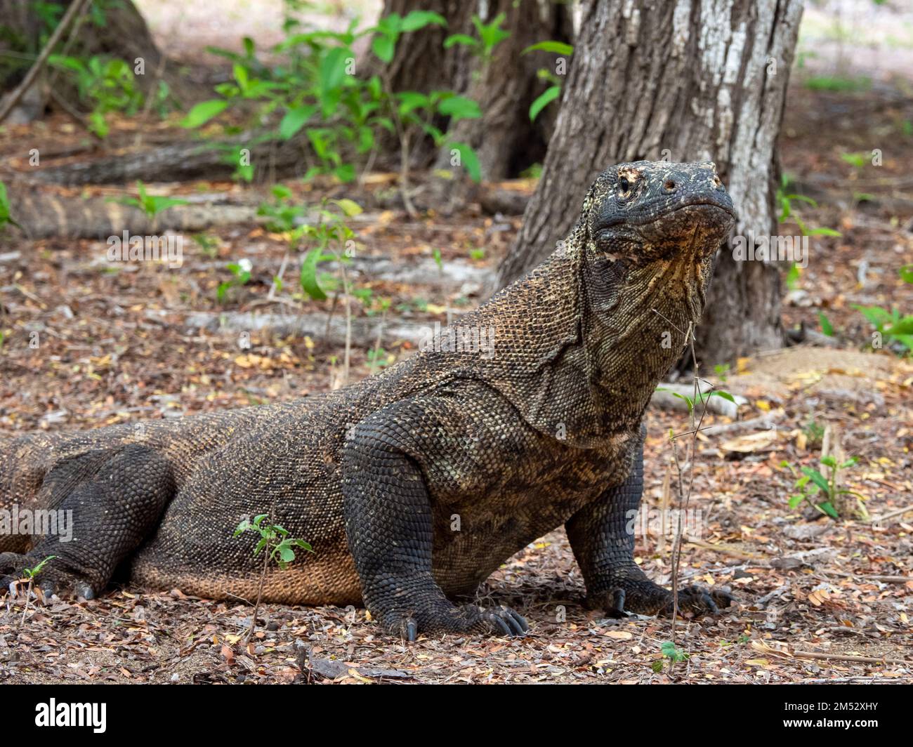 Komodo Dragon, Varanus komodoensis on Komodo island, Indonesia Stock ...
