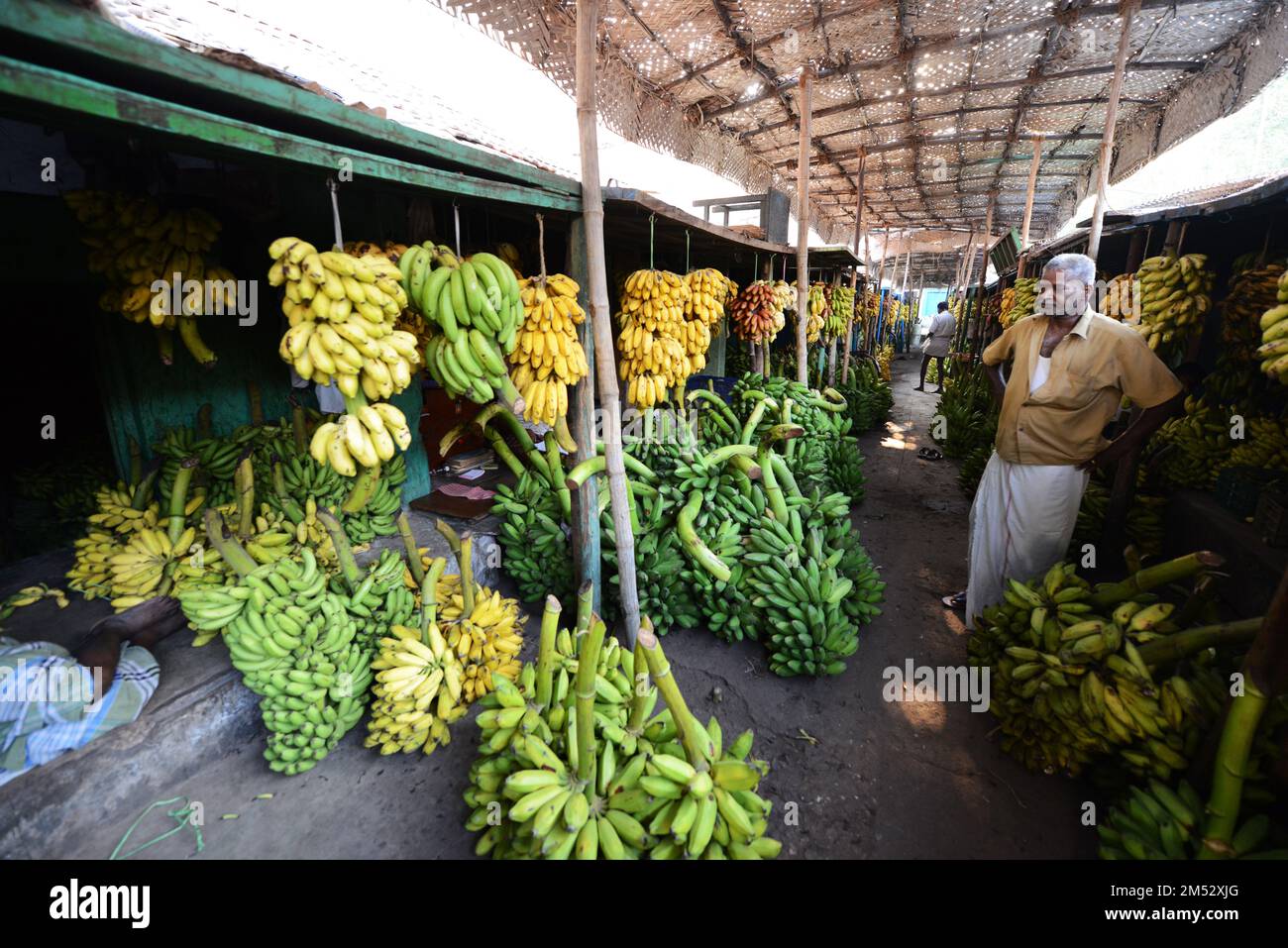 Colorful bananas sold at the Banana market in Madurai, India Stock ...