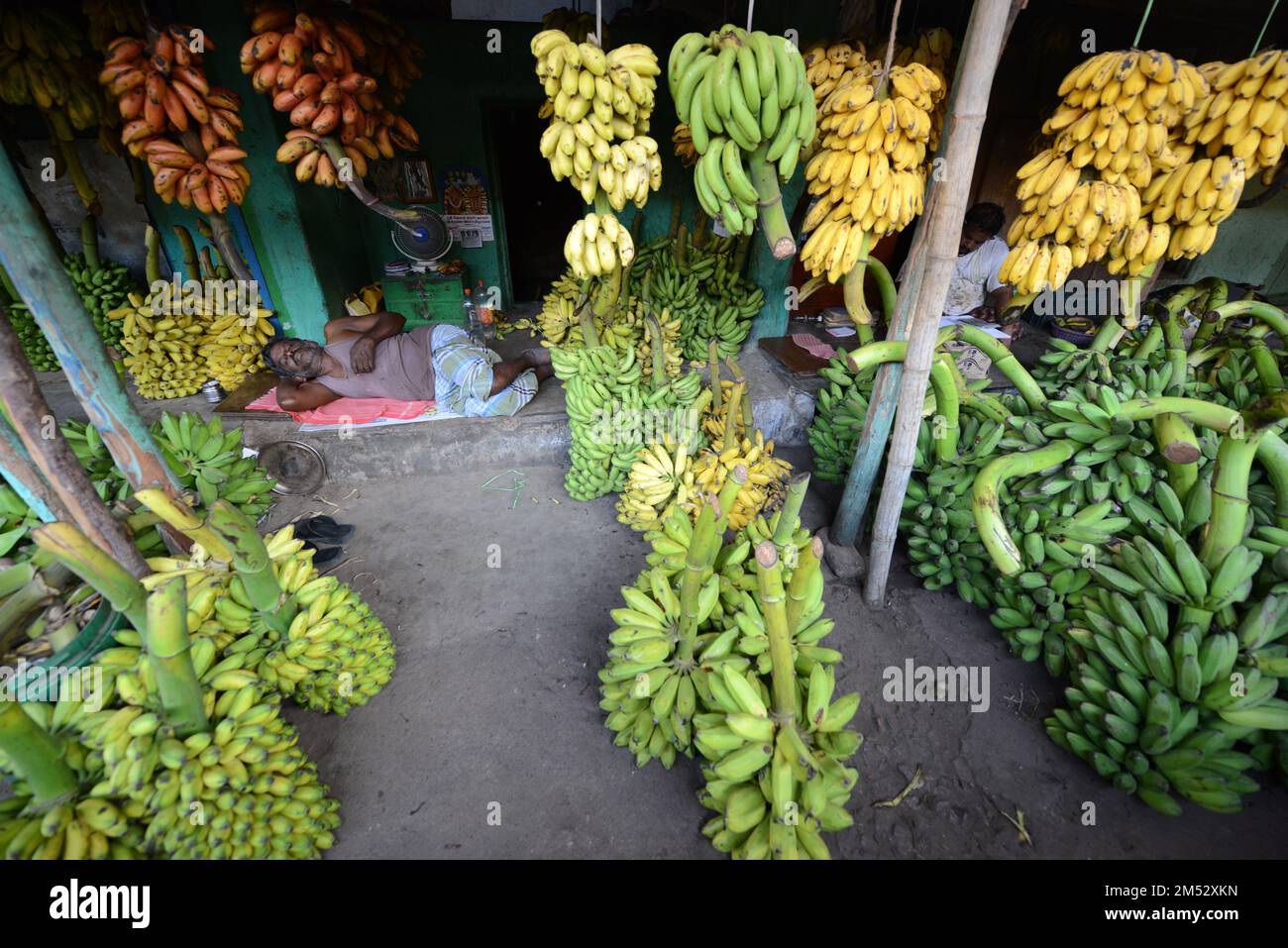 Colorful bananas sold at the Banana market in Madurai, India Stock ...