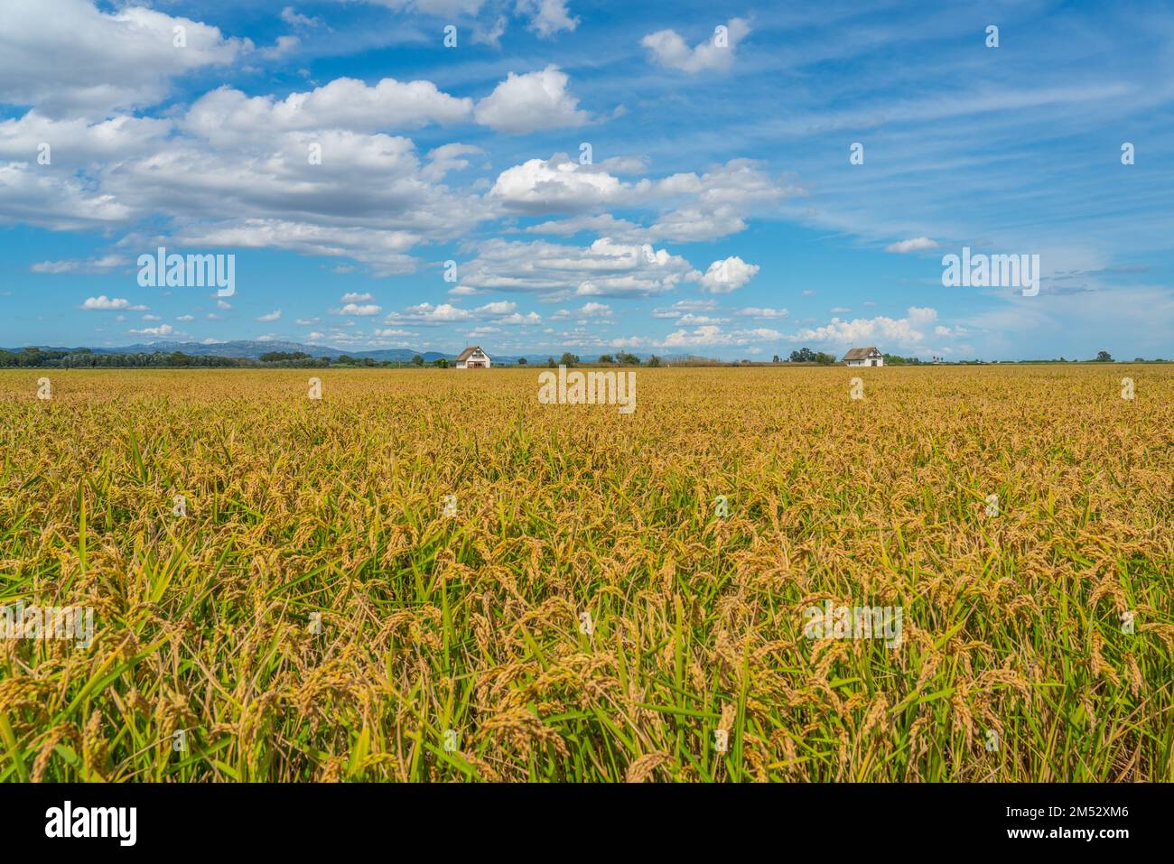 Rice field in gold colour at the Ebro Delta in autum, background blue ...
