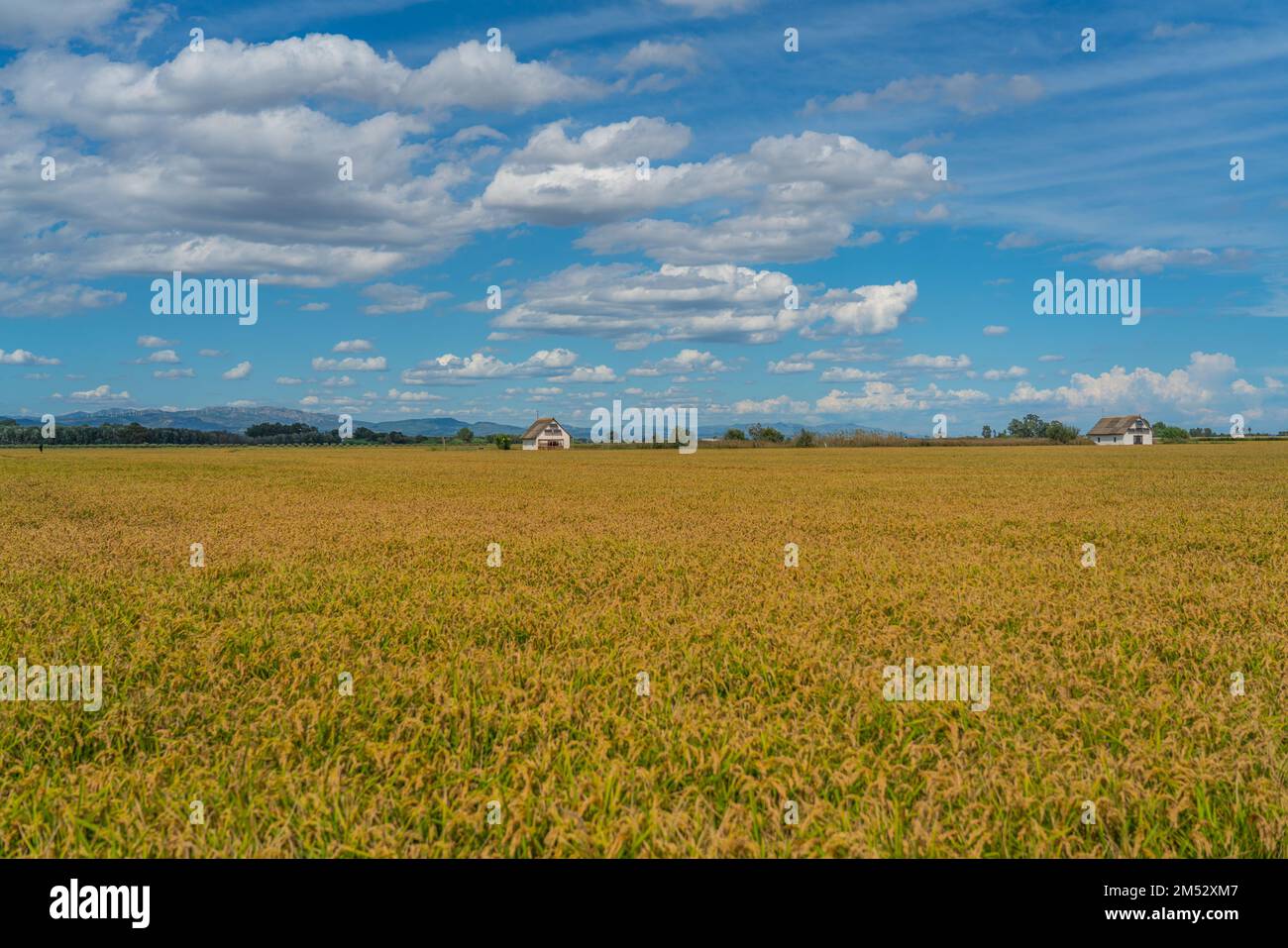 Rice field in gold colour at the Ebro Delta in autum, background blue ...