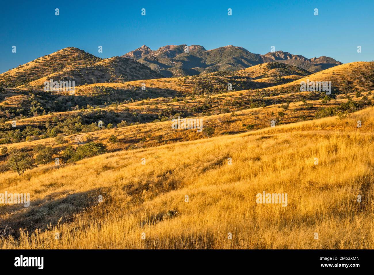 Santa Rita Mountains, sunrise, over Ophir Gulch, view from FS 163 road ...
