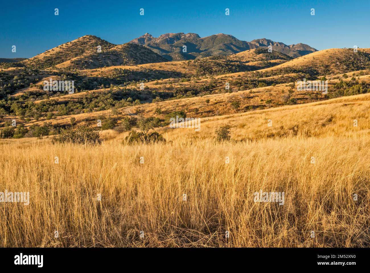 Santa Rita Mountains, over Ophir Gulch, view from FS 163 road, Coronado ...