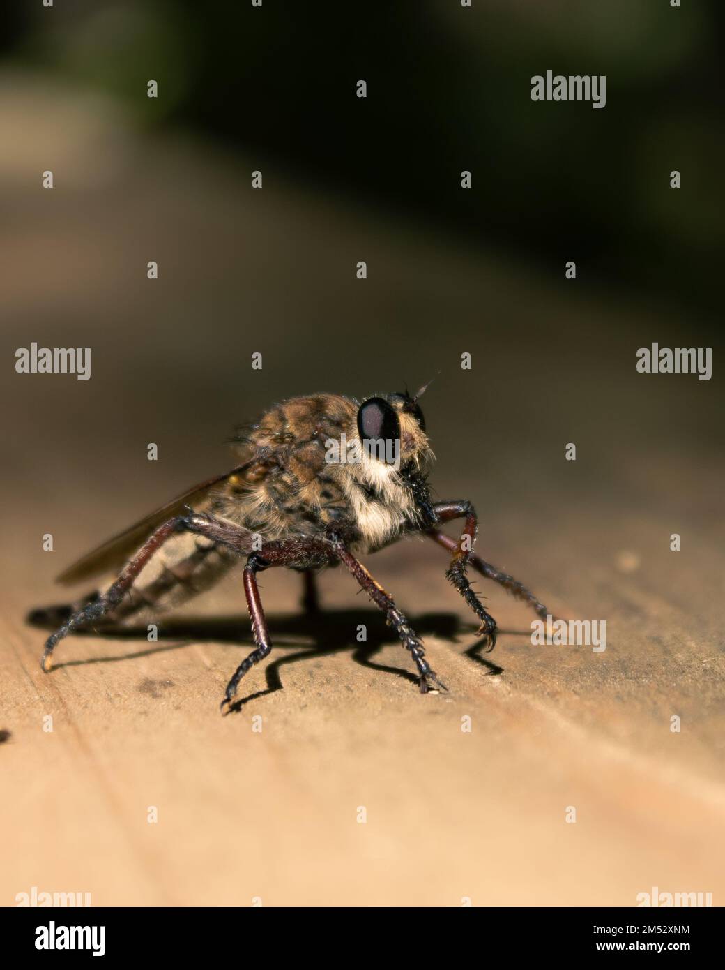 Shioya abu hi-res stock photography and images - Alamy