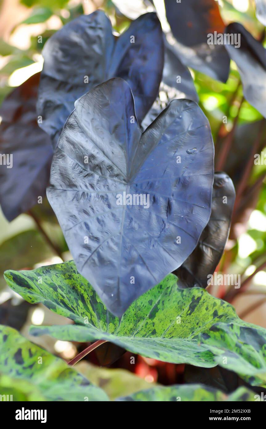 colocasia black ripple , Colocasia or black Colocasia plant Stock Photo ...