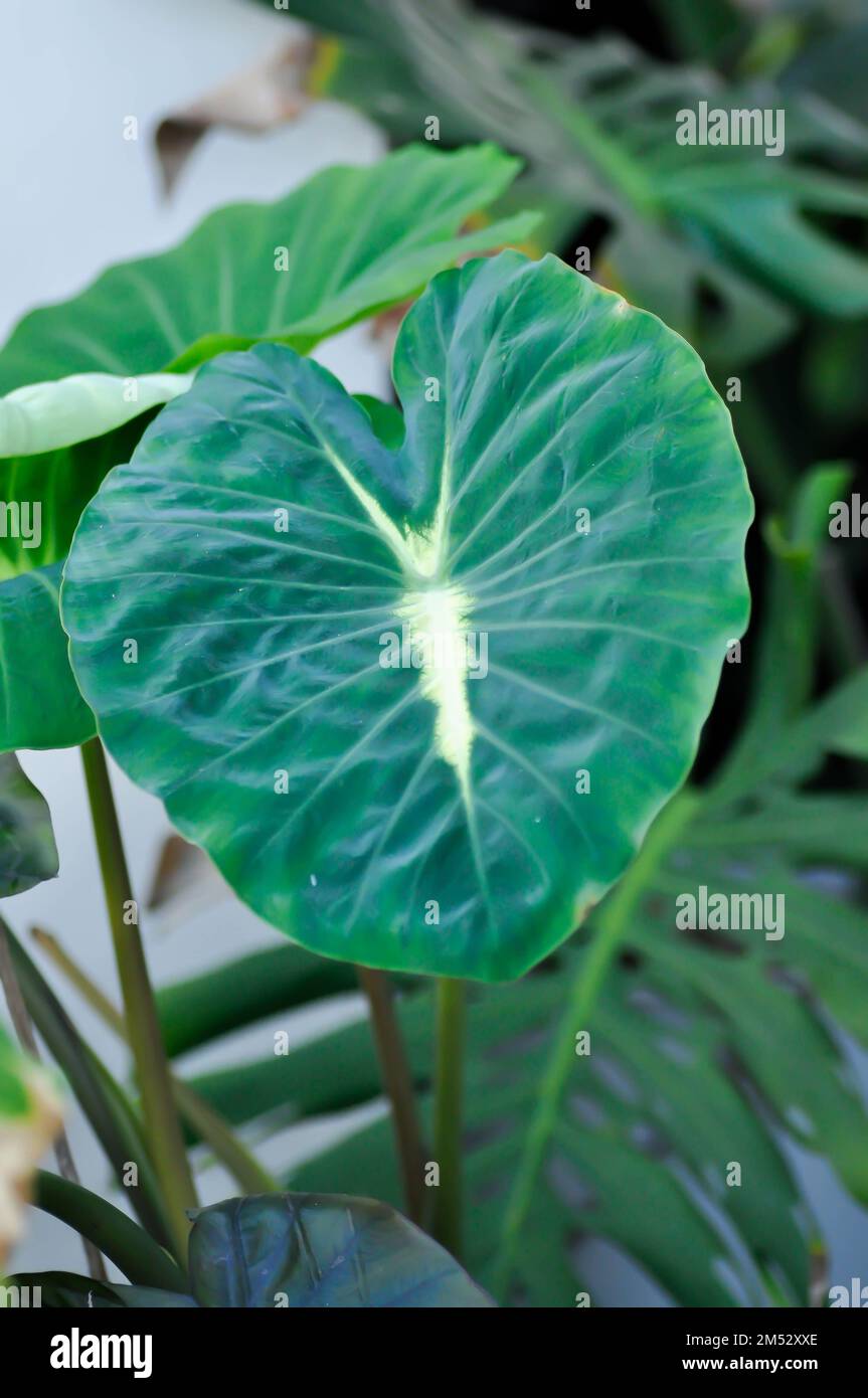 Colocasia variegated, Colocasia esculenta Nancys Revenge or colocasia ...