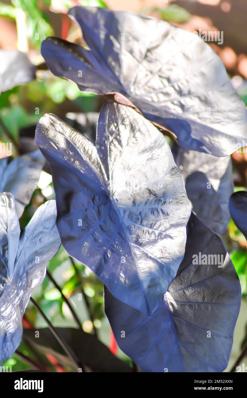 colocasia black ripple , Colocasia or black Colocasia plant Stock Photo ...