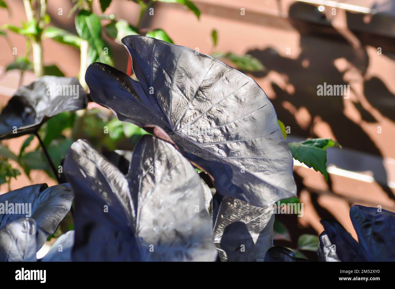 colocasia black ripple , Colocasia or black Colocasia plant Stock Photo ...