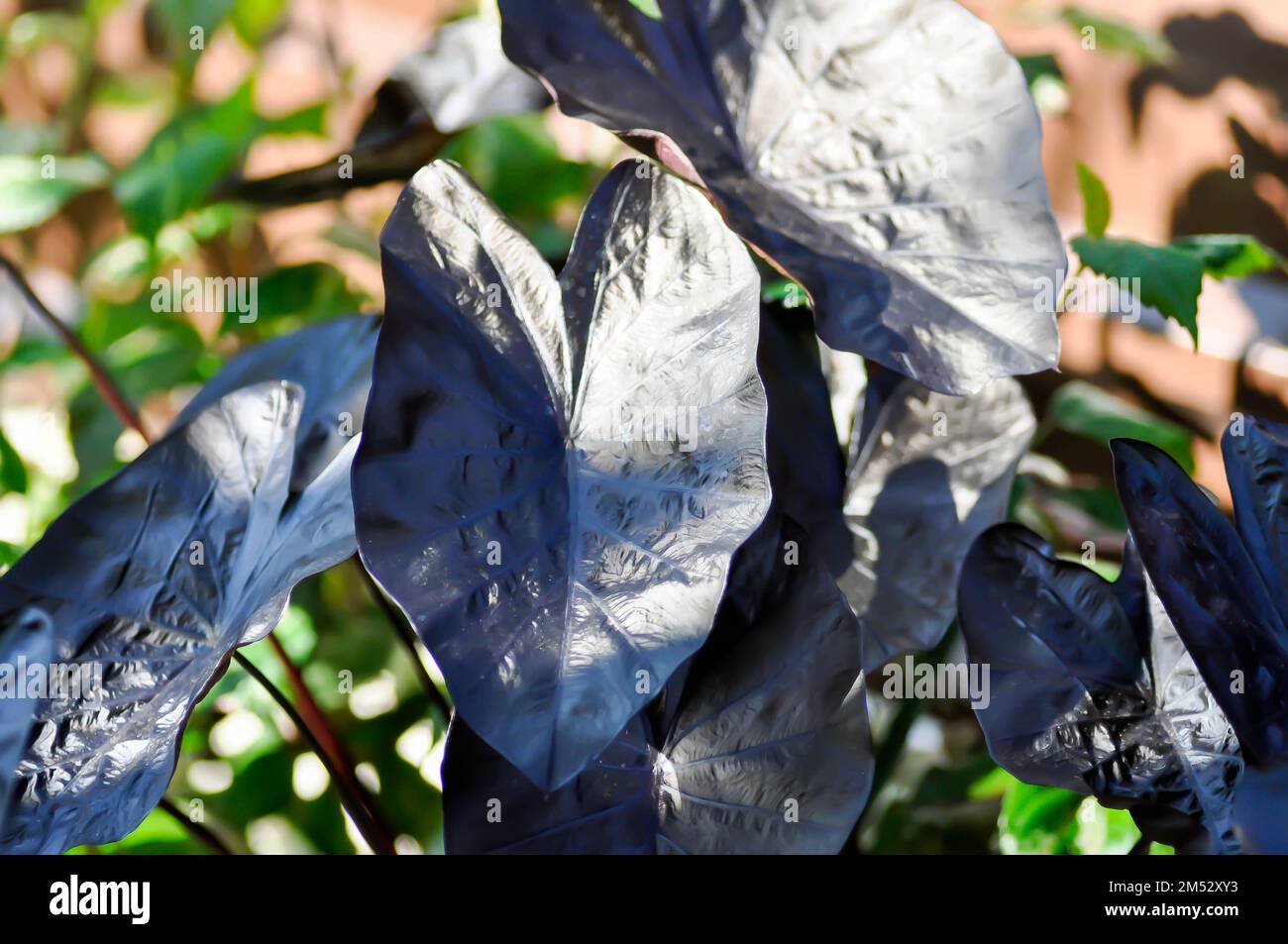 colocasia black ripple , Colocasia or black Colocasia plant Stock Photo ...