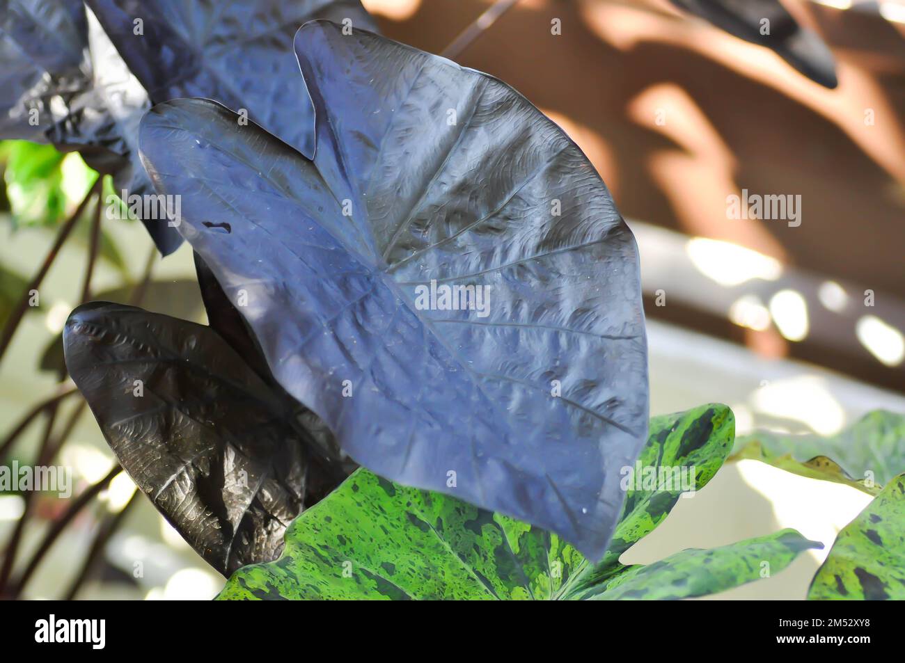 colocasia black ripple , Colocasia or black Colocasia plant Stock Photo ...