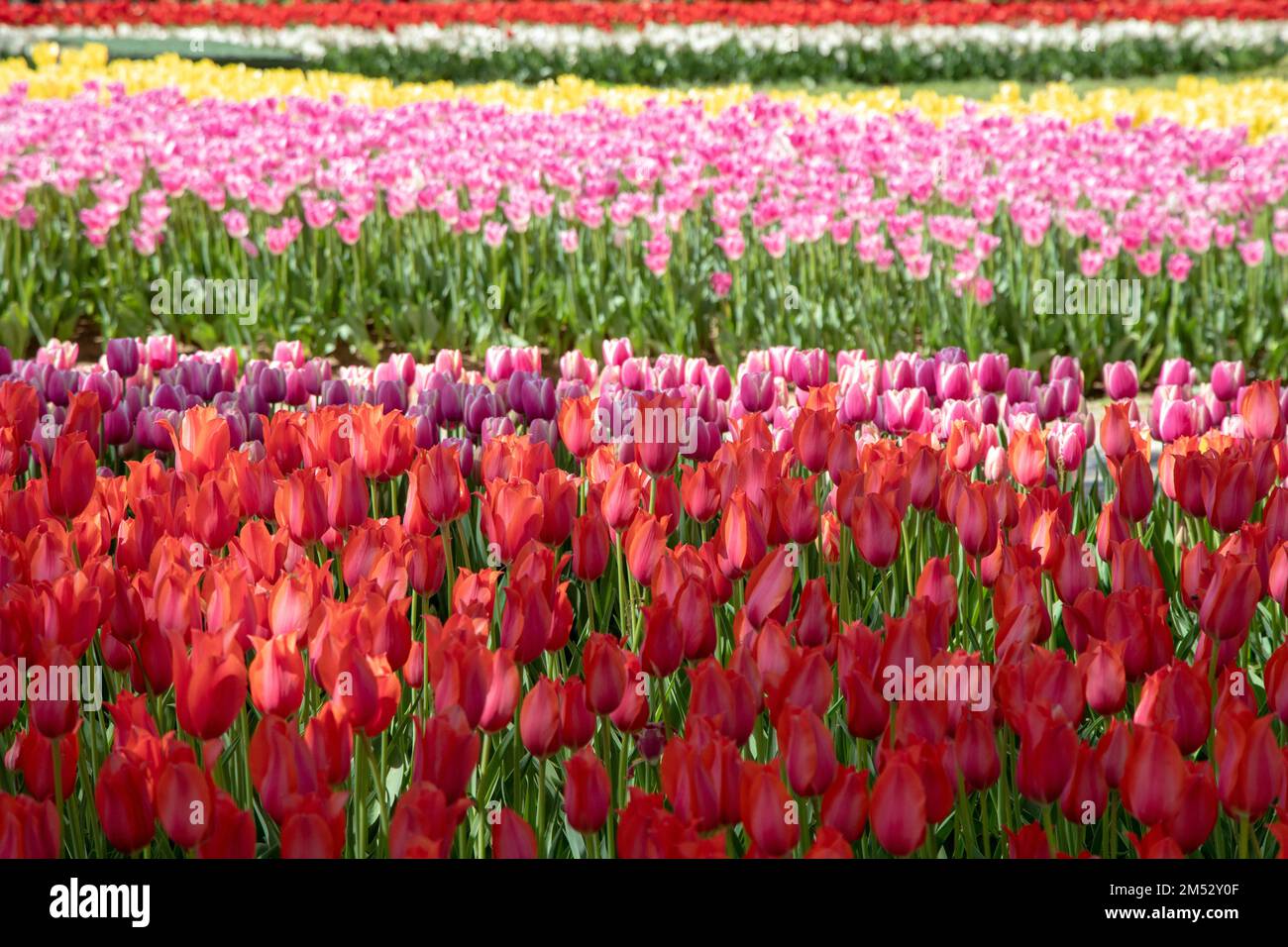 View of many mixed color tulips Stock Photo - Alamy
