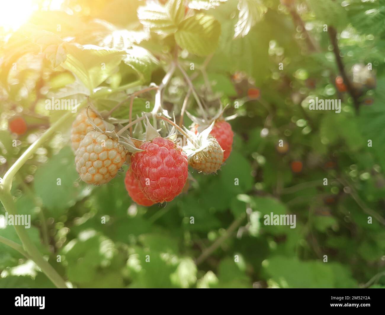 ripe berry of a raspberry on the branches Stock Photo - Alamy