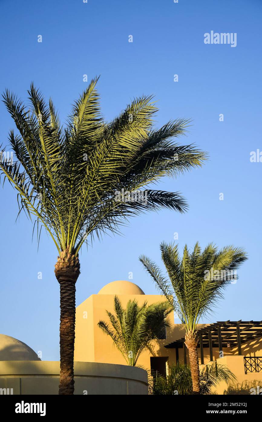Roof with domes of arabic building and palm trees on hot sunny day ...