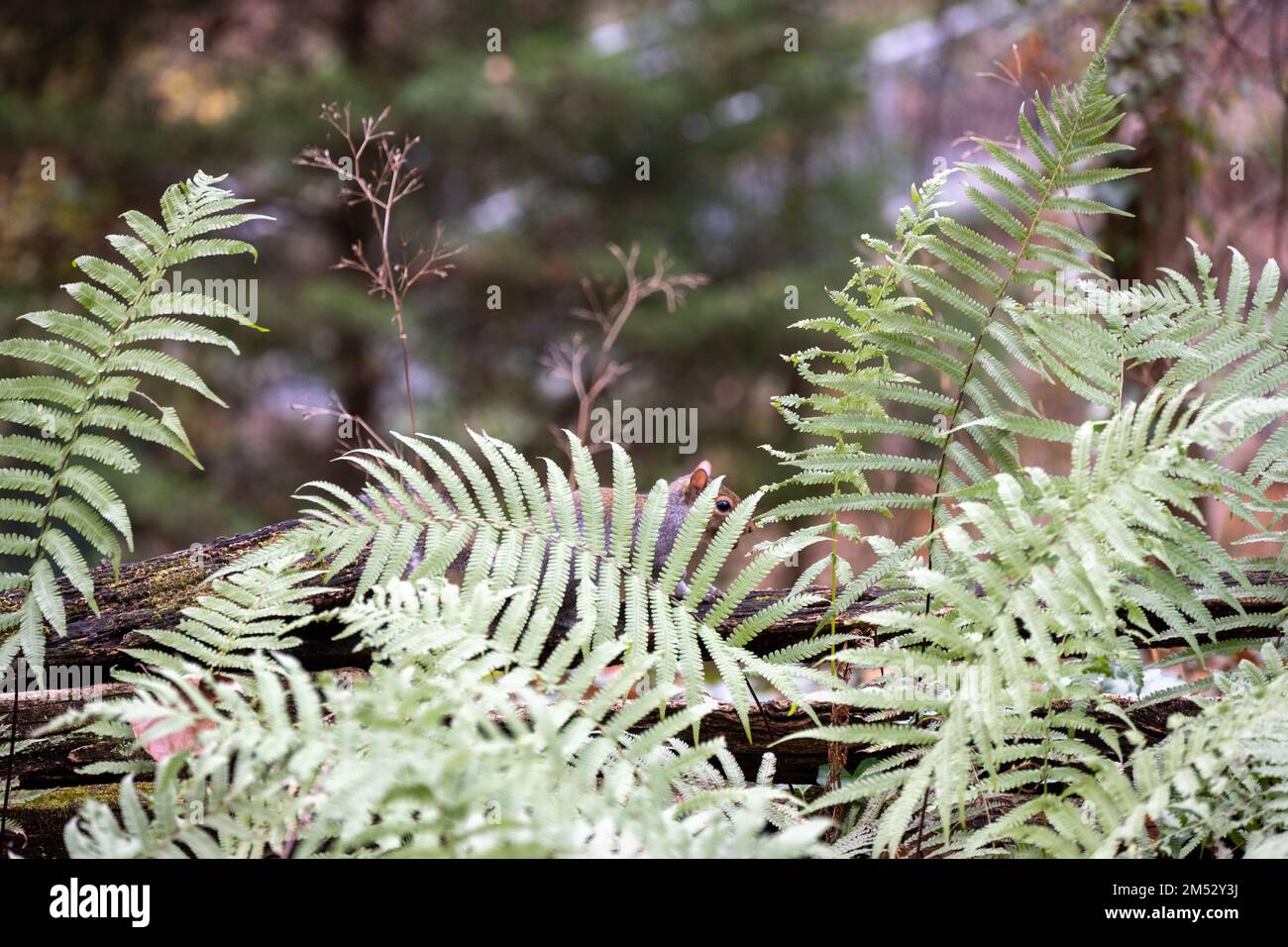 A single squirrel hiding behind some fresh green ferns Stock Photo - Alamy