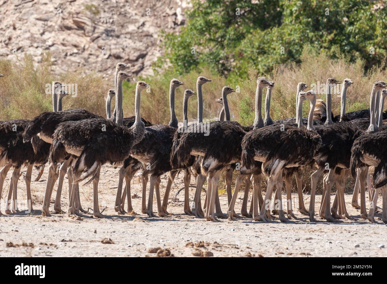 Telephoto shot of a giant group of Ostriches crossing a dirt road ...