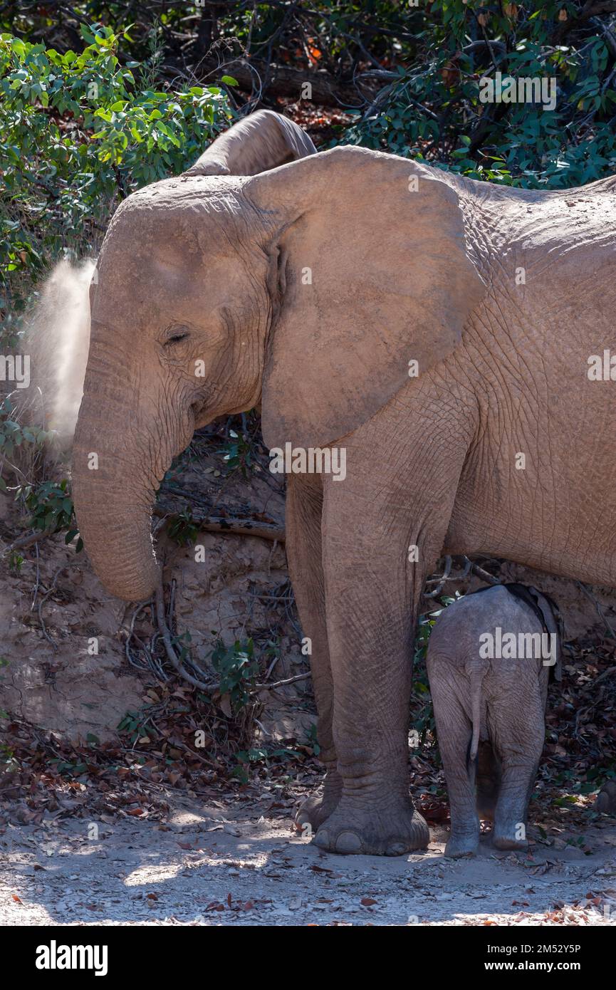 Closeup of an adult African Desert Elephant - Loxodonta Africana- and ...