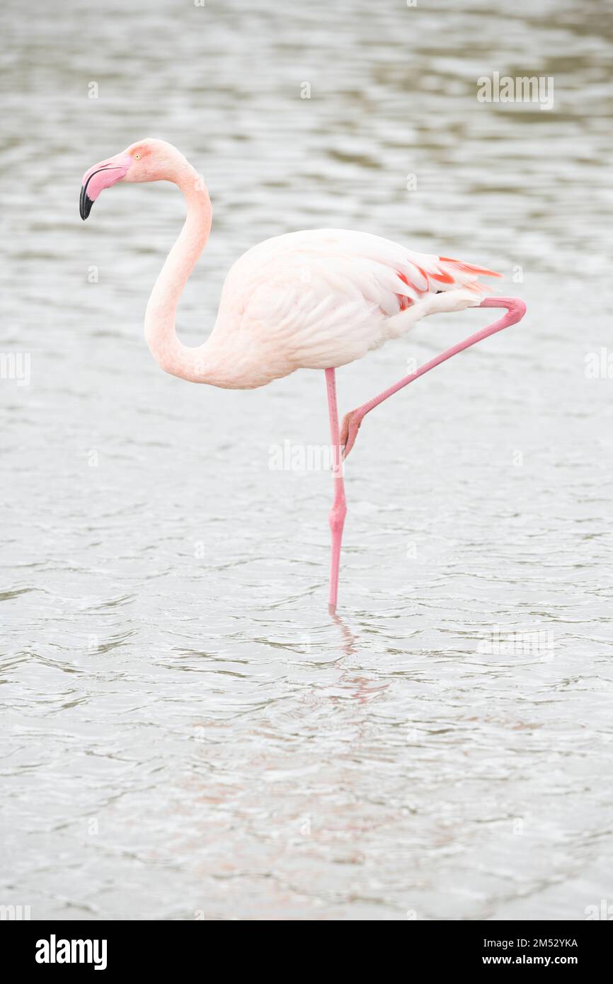 Flamant rose flamant rose hi-res stock photography and images - Alamy