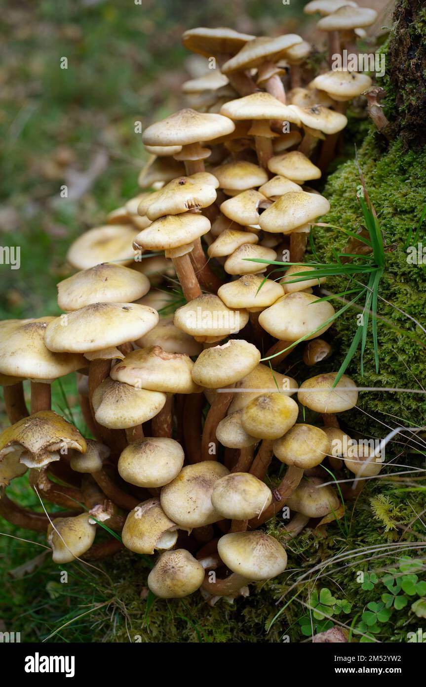 Clump of forest mushrooms growing on street stump - The Isle of Mull ...
