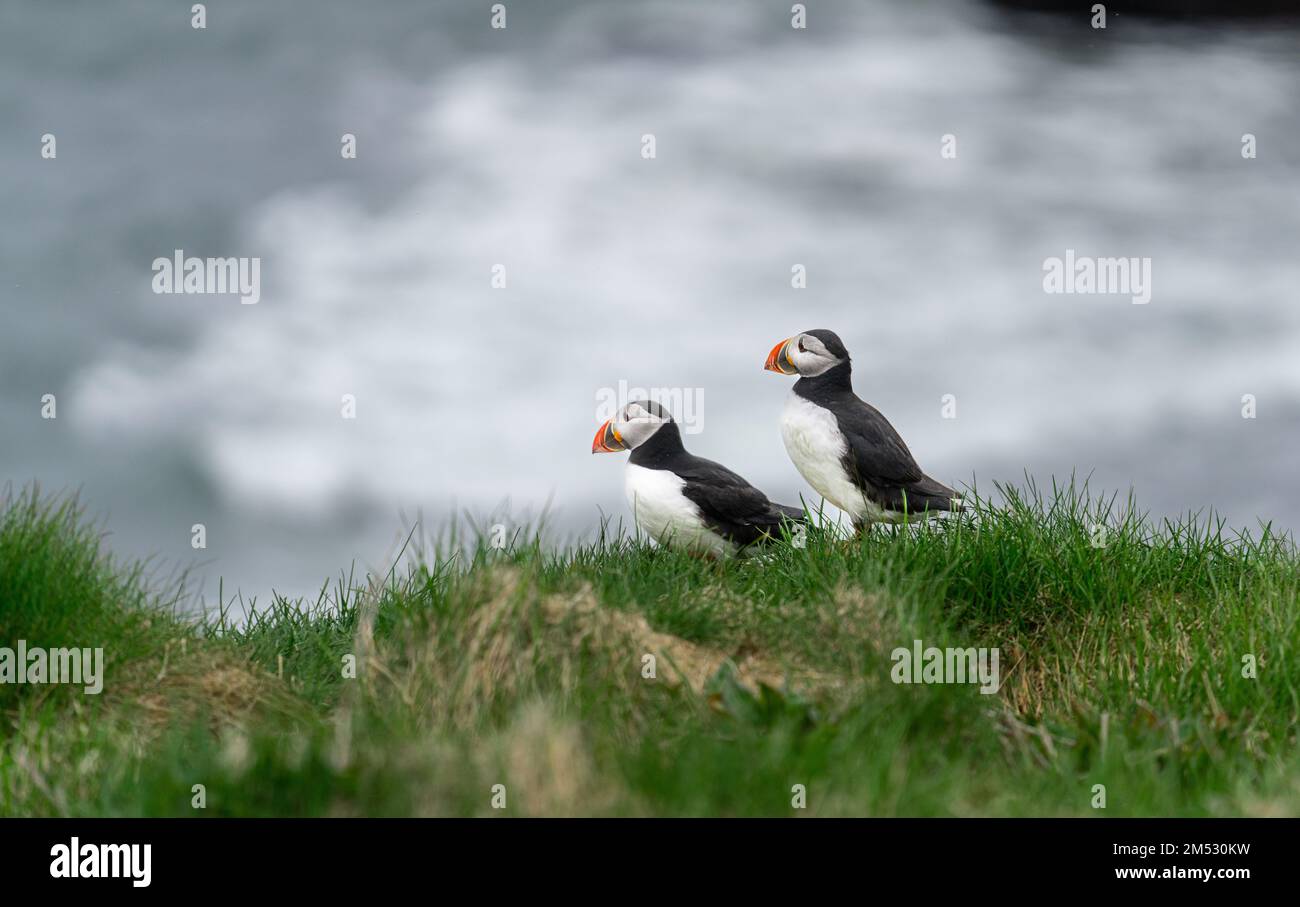The two Atlantic puffins (Fratercula arctica) resting on the shore ...