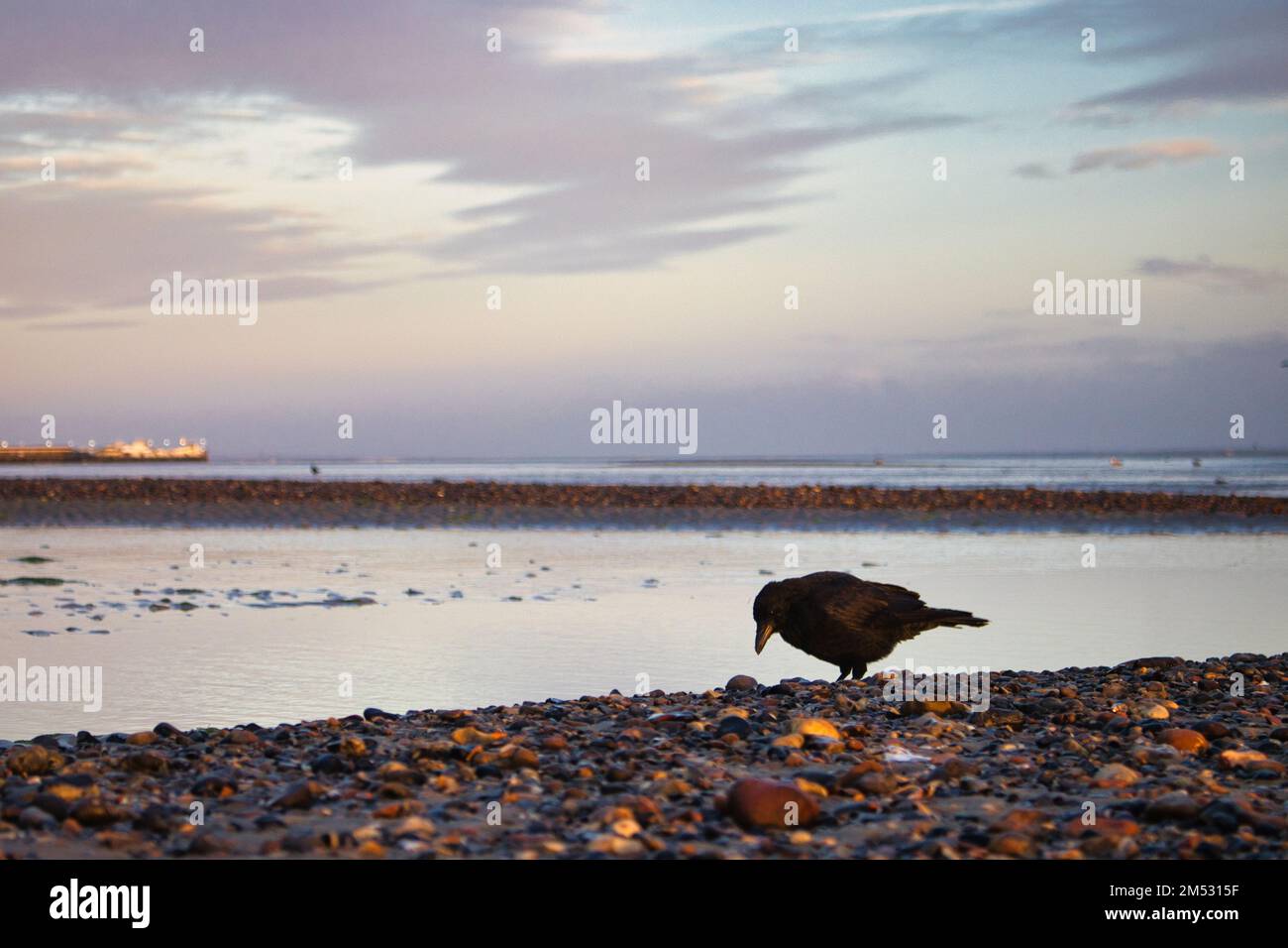 Common raven at sunset hi-res stock photography and images - Alamy