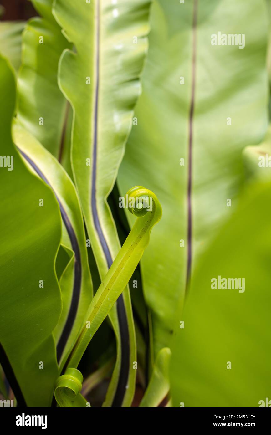 Young sprout banana palm twisted spiral. Tropical greenery in Asia ...
