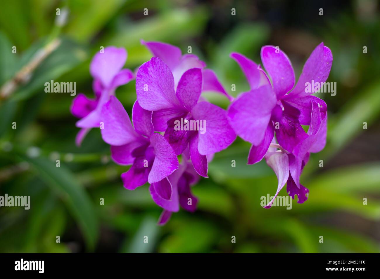 Purple tropical plants hi-res stock photography and images - Alamy